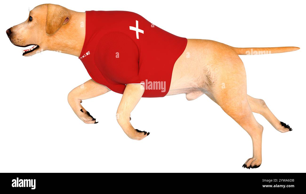 3D rendering of a yellow labrador service dog isolated on white ...