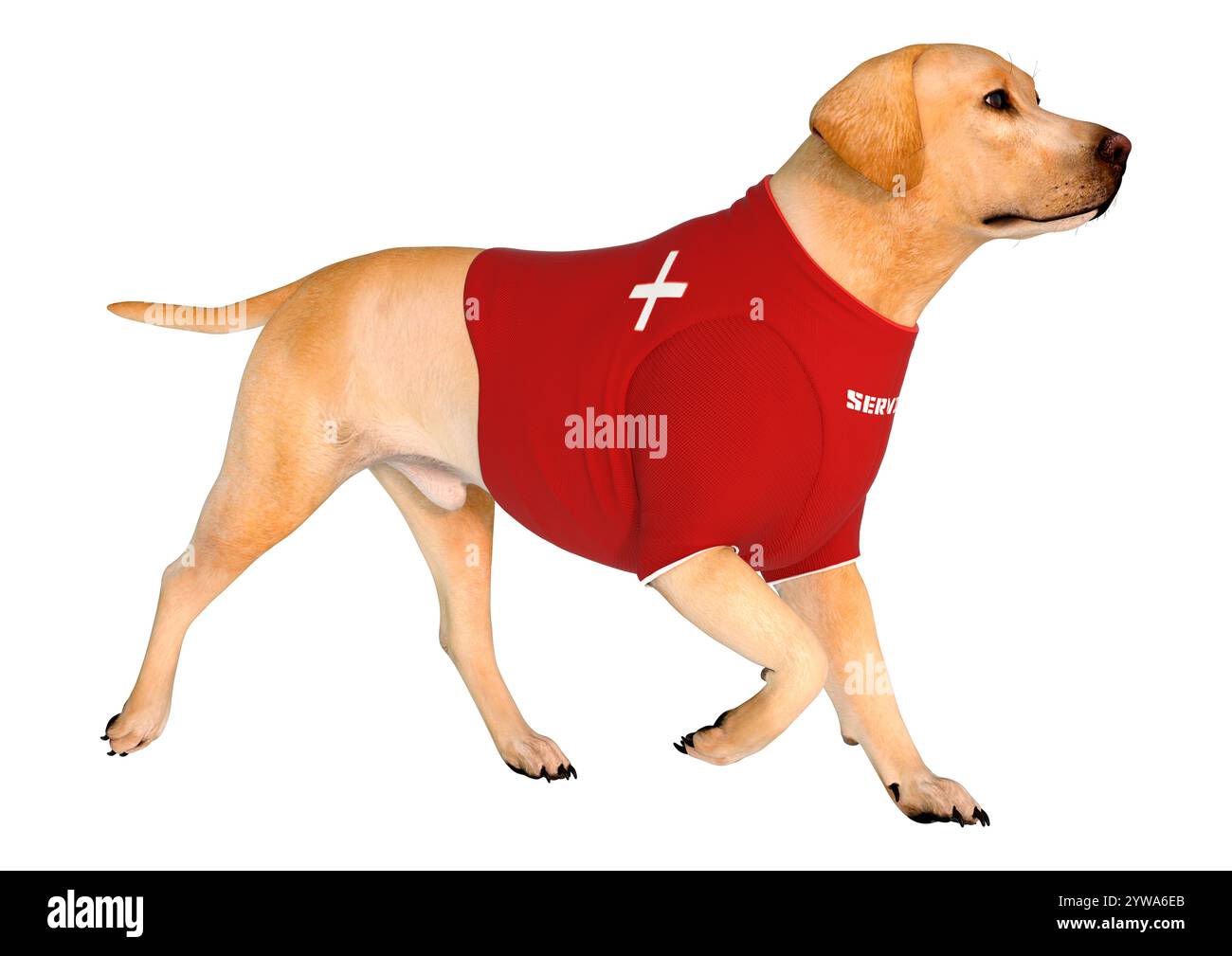 3D rendering of a yellow labrador service dog isolated on white ...