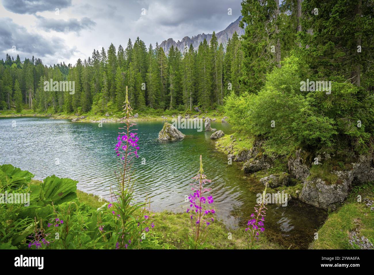 Lake carezza with turquoise water surrounded by fir trees and latemar ...