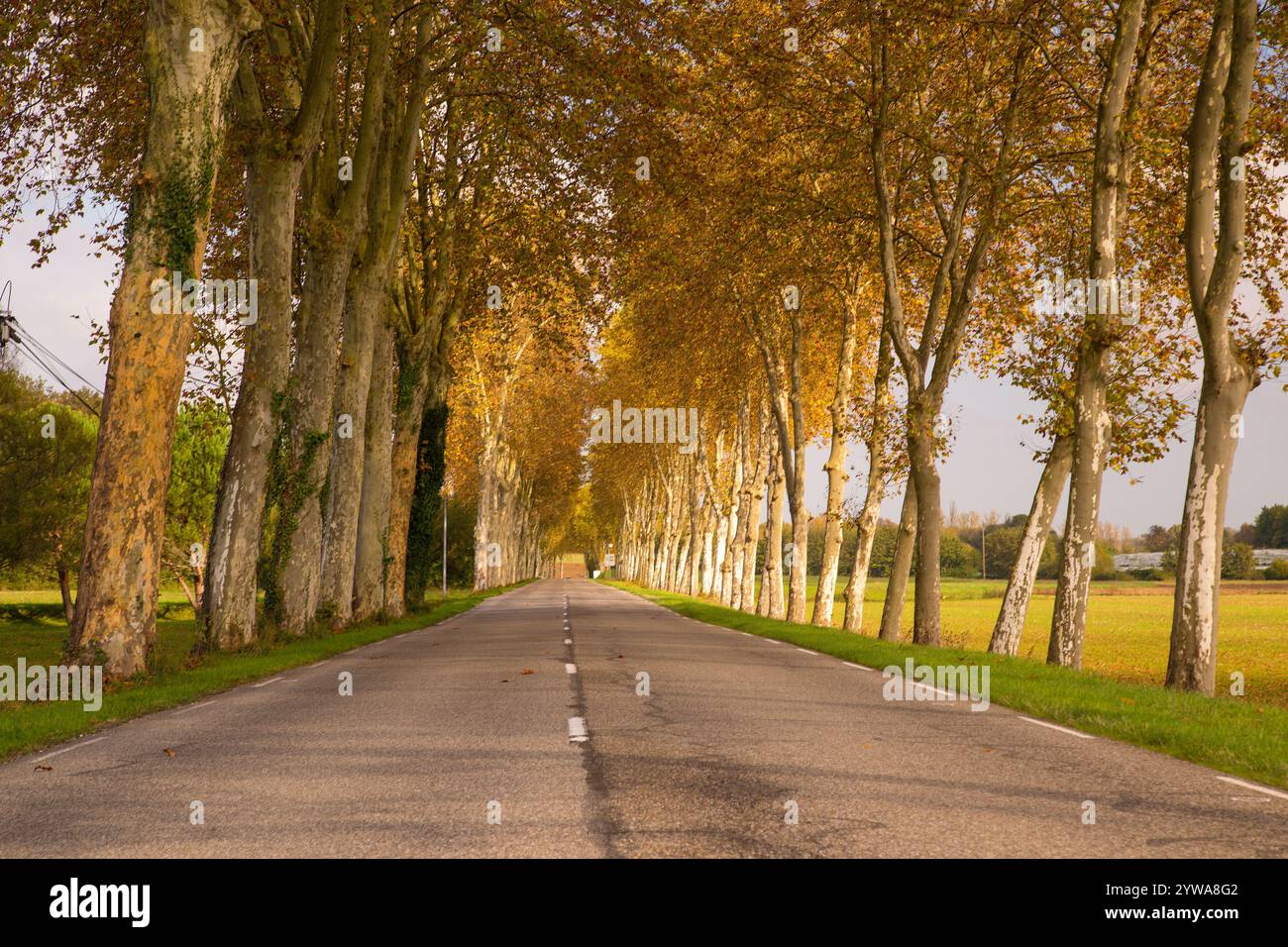 Classic straight French road lined with Plane trees in the Autumn Stock ...