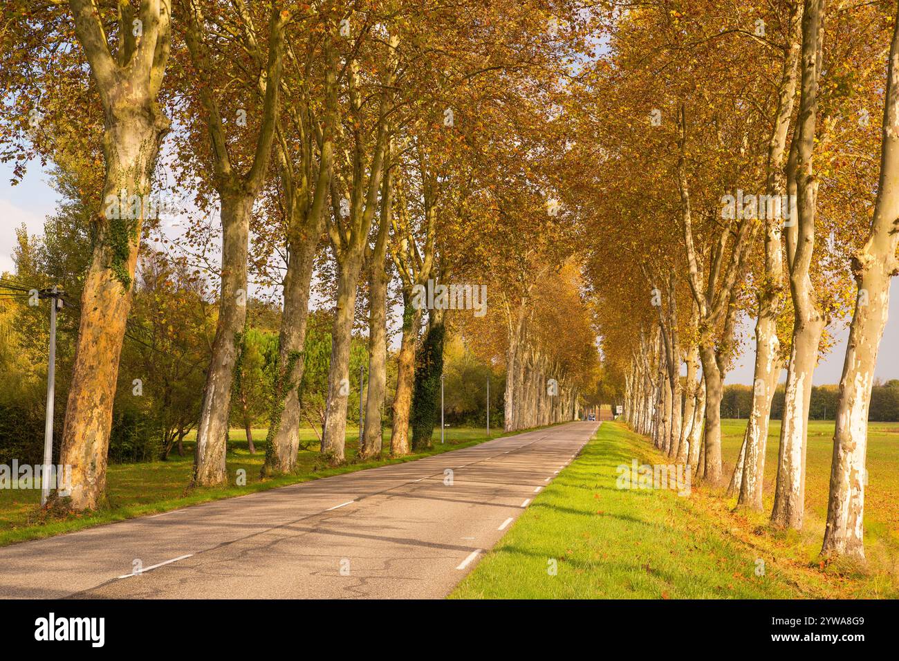 Classic straight French road lined with Plane trees in the Autumn Stock ...