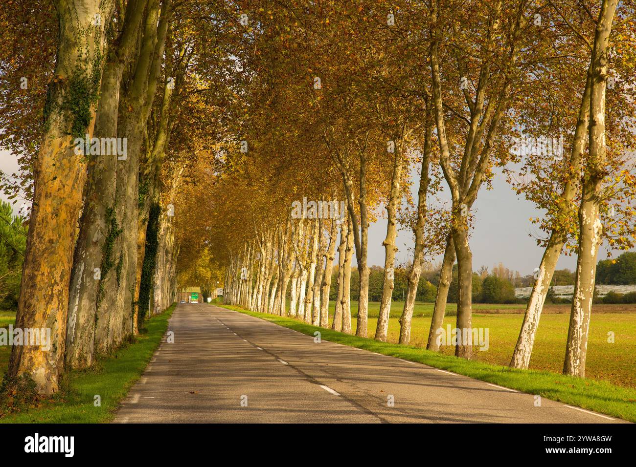 Classic straight French road lined with Plane trees in the Autumn Stock ...