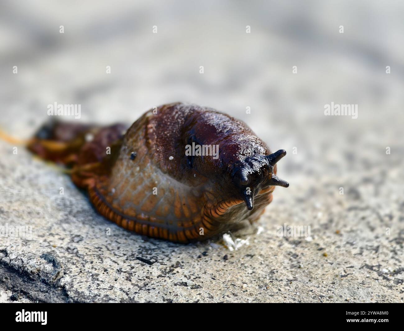 A close-up photo of a brown snail without a shell, or slug, which is a ...