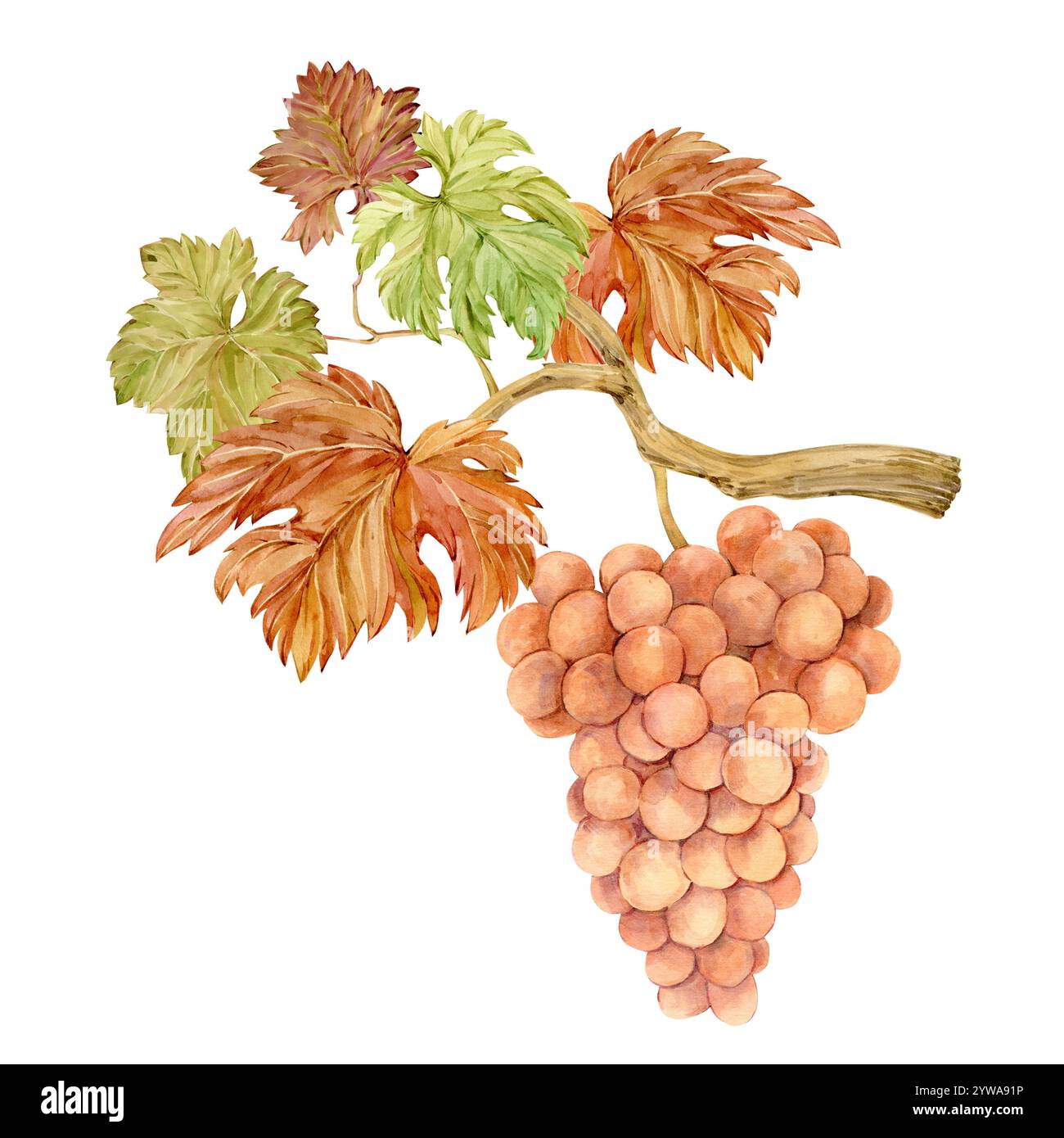 Watercolor branch with orange grapes. Illustration of sweet berries, leaves and branches ...