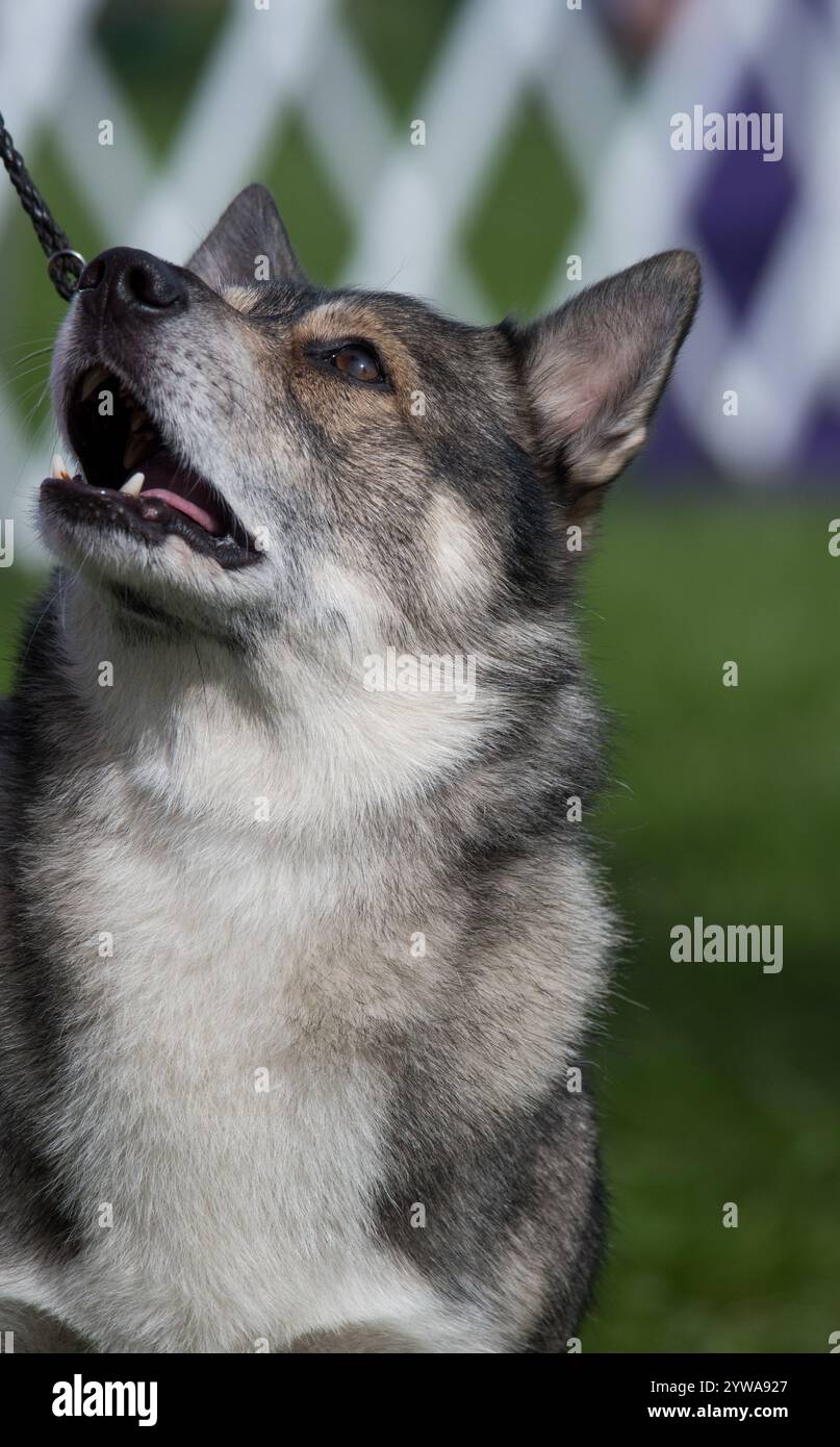 Swedish Vallhund looking up towards their handler Stock Photo - Alamy