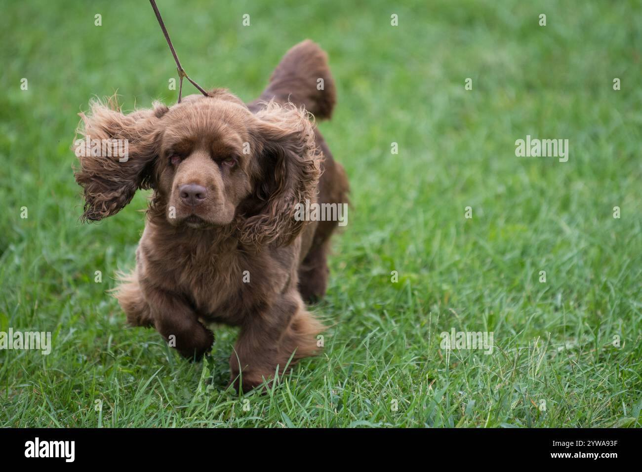 Sussex spaniel hi-res stock photography and images - Alamy