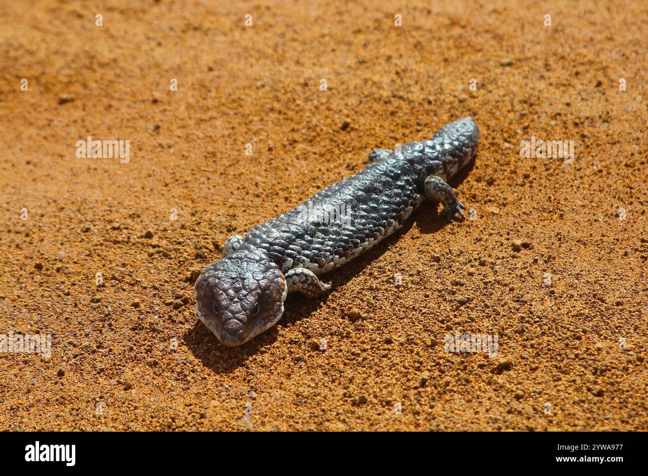Bobtail skink (Tiliqua rugosa) commonly called blue-tongued lizard in ...