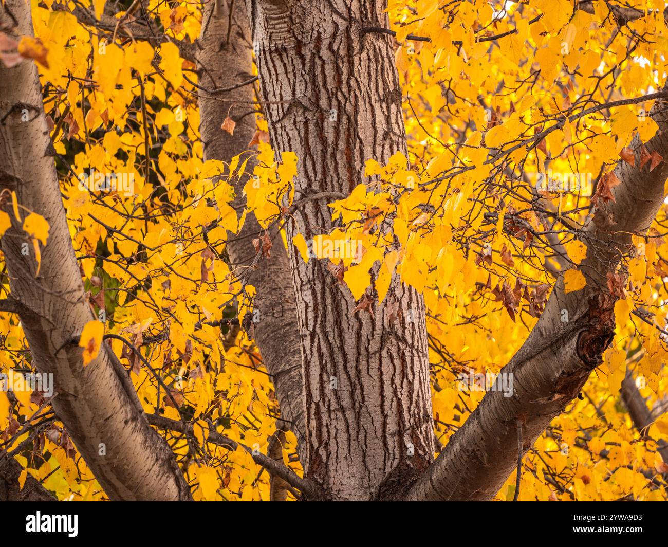 Vibrant autumn leaves highlighting tree trunk in fall Stock Photo - Alamy