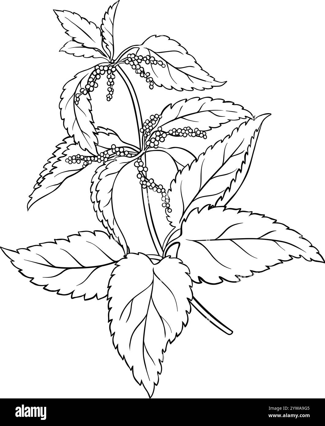 Nettle Branch with Leaves Outline Illustration Stock Vector Image & Art ...