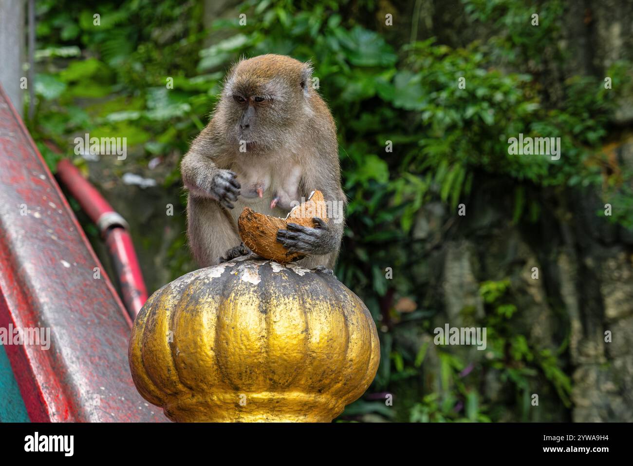 Macaque monkey eating coconut while perched on a stone post at Batu ...