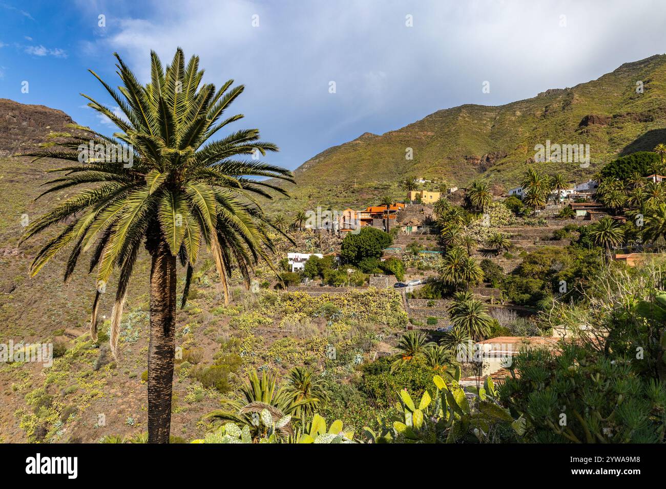 The Masca Gorge is one of the most popular places in Tenerife. Walking ...