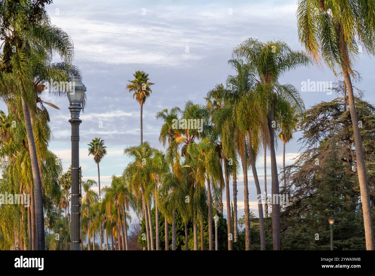Afternoon view of a group of tall palm trees in Anaheim, California ...