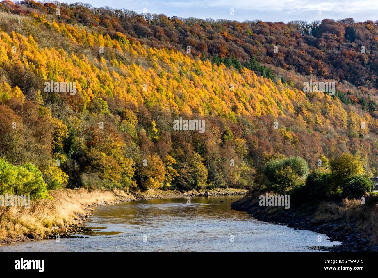 River Wye at Tintern Abbey with colourful autumn trees and foliage ...