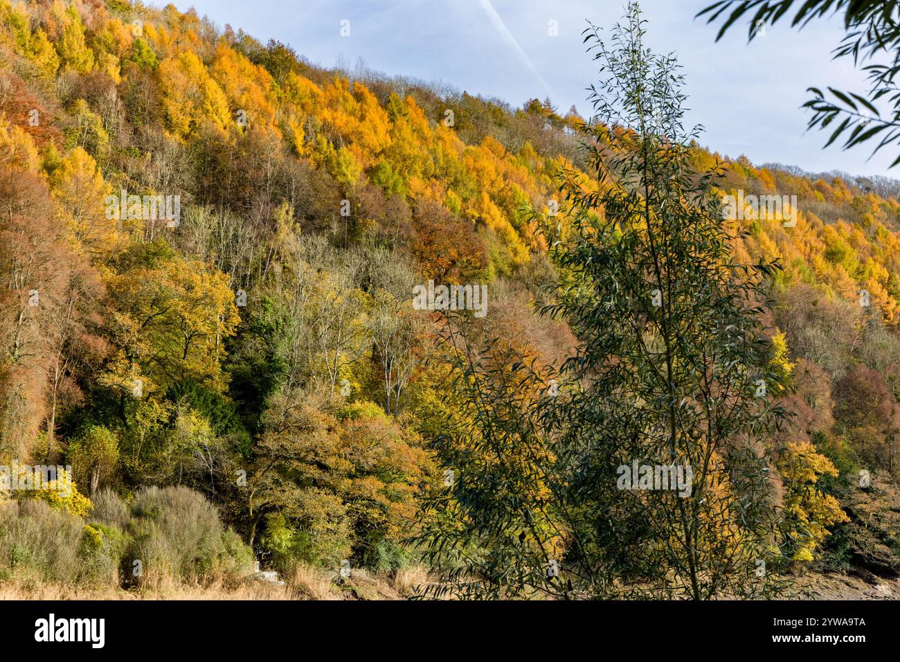 Autumn leaves and trees at Tintern Abbey, Wales Stock Photo - Alamy