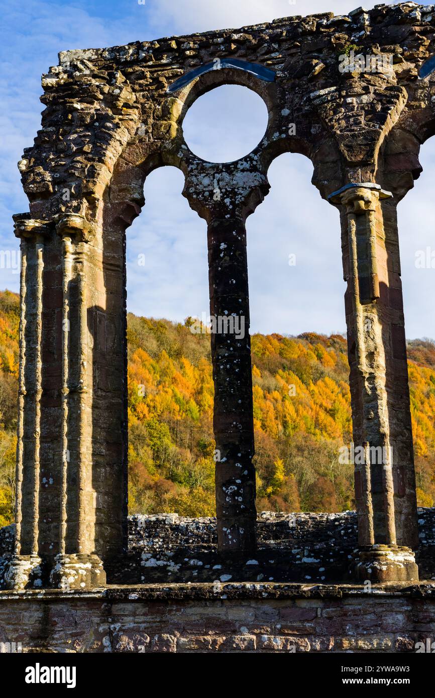 Ruins of an ancient abbey with beautiful autumn foliage behind (Tintern ...