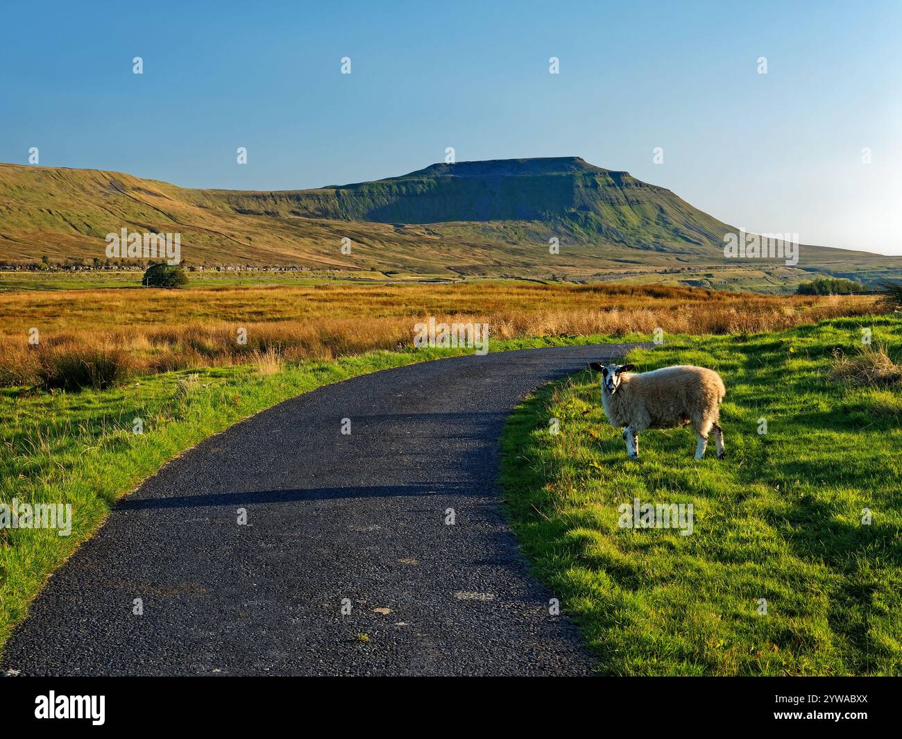 UK, North Yorkshire, Yorkshire Dales, Ribblehead, Path looking towards ...