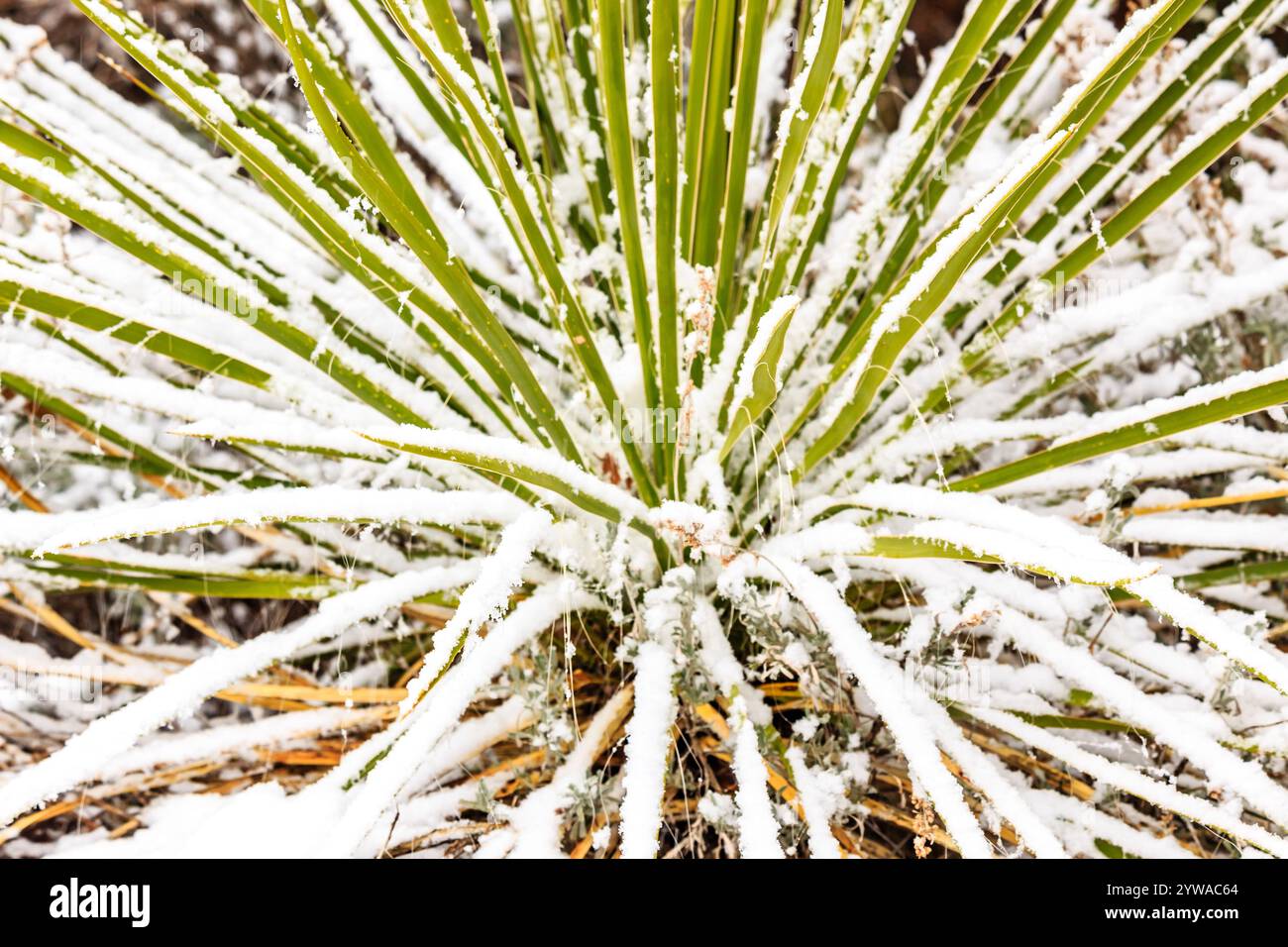 A snow covered plant with a green stem. The plant is in a desert Stock ...