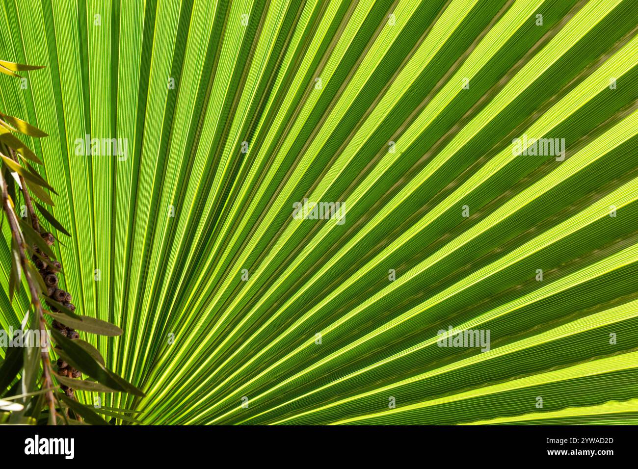Large palm leaf backlit Stock Photo - Alamy