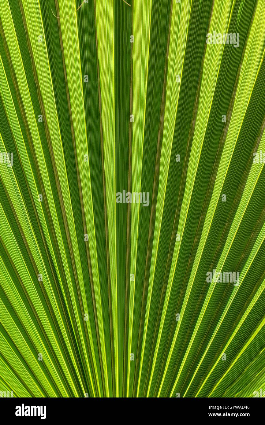 Large leaf verdure greenery hi-res stock photography and images - Alamy