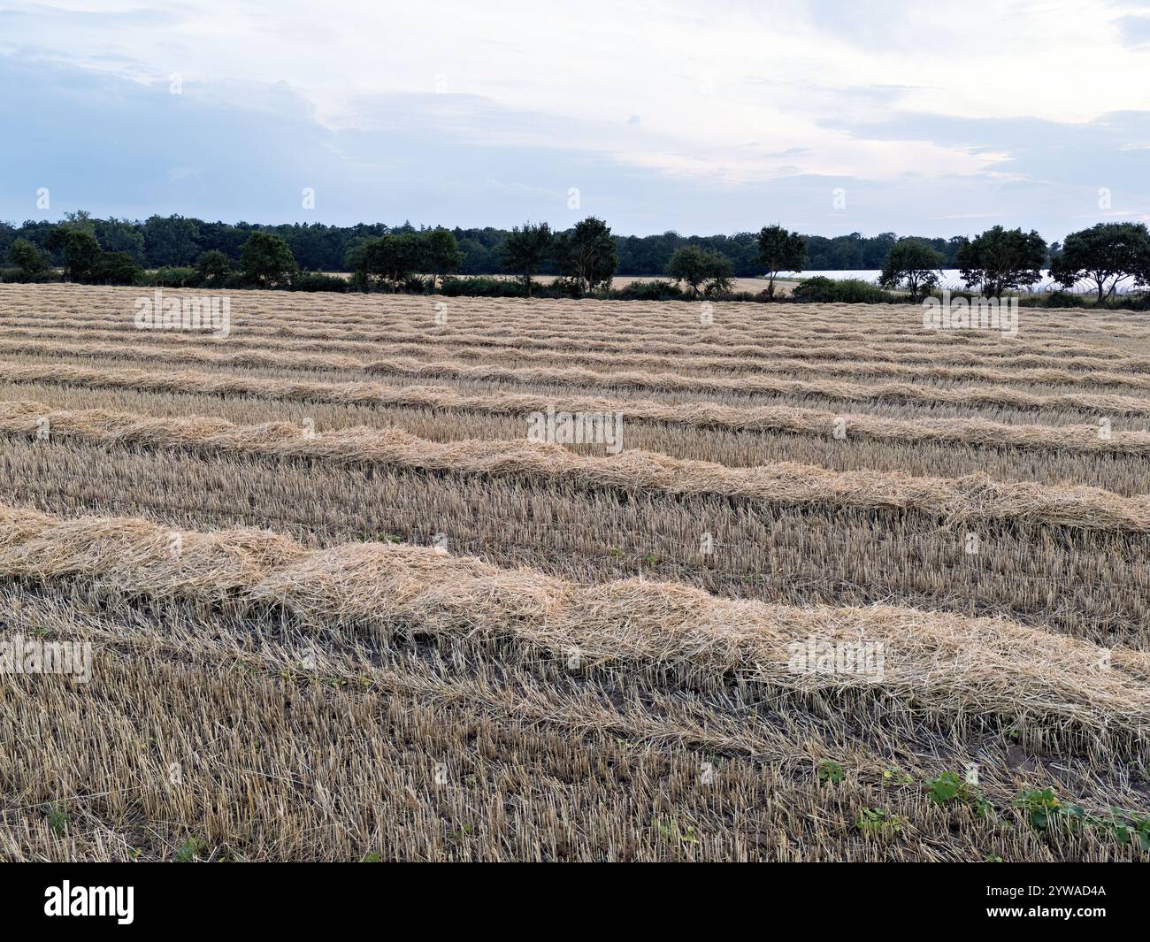 Grain field, harvested with various structures, straw piles and straw ...