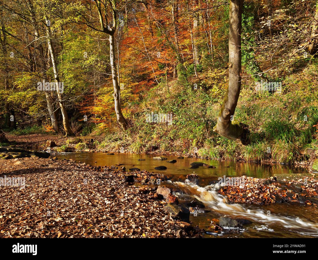 UK, South Yorkshire, Sheffield, Rivelin Valley, River Rivelin Stock ...