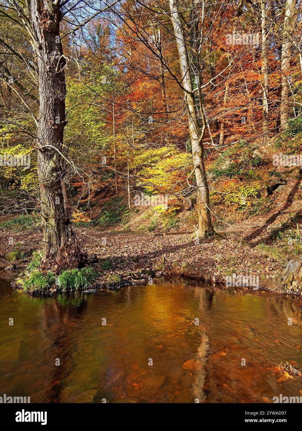 Rivelin valley nature trail hi-res stock photography and images - Alamy
