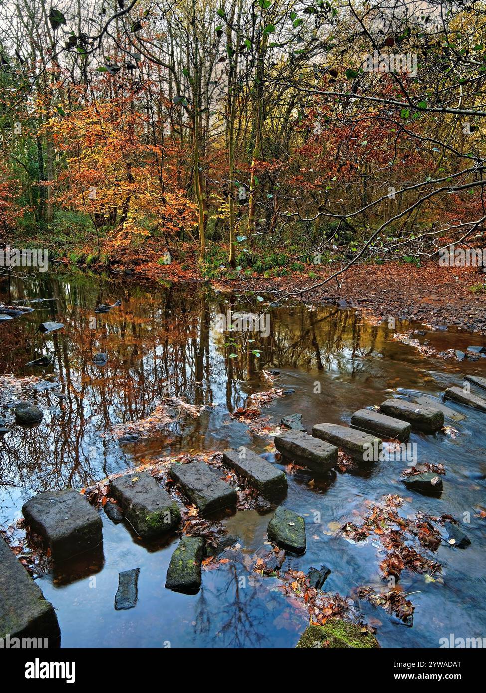 UK, South Yorkshire, Sheffield, Rivelin Valley, River Rivelin, Roscoe ...