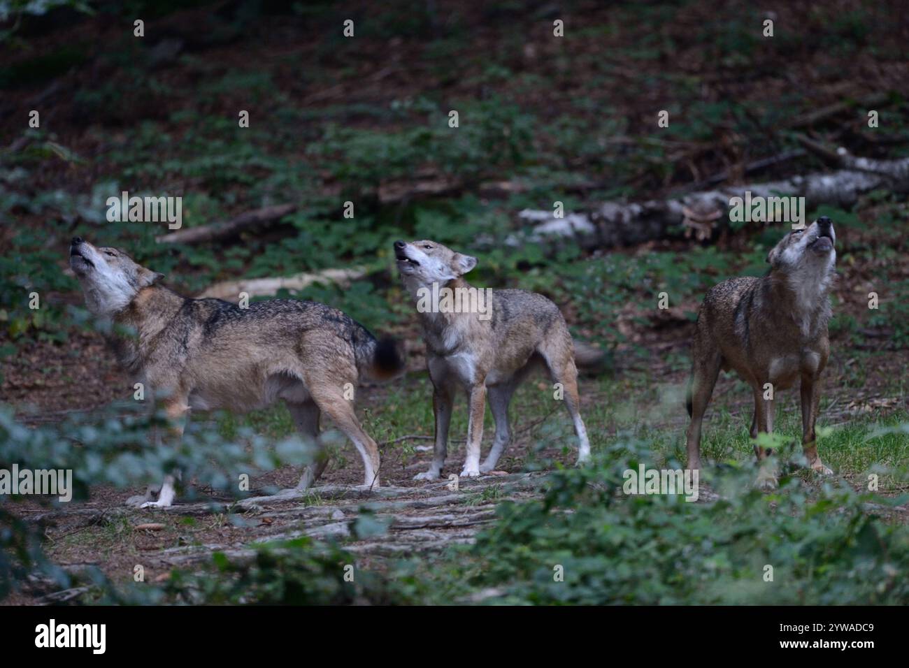 Graue jagd hi-res stock photography and images - Alamy