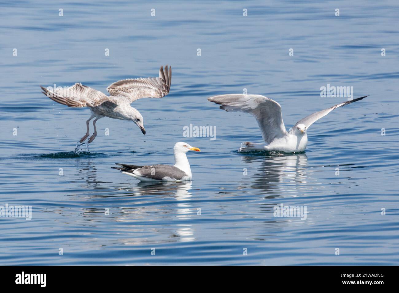 Gulls swimming hi-res stock photography and images - Alamy