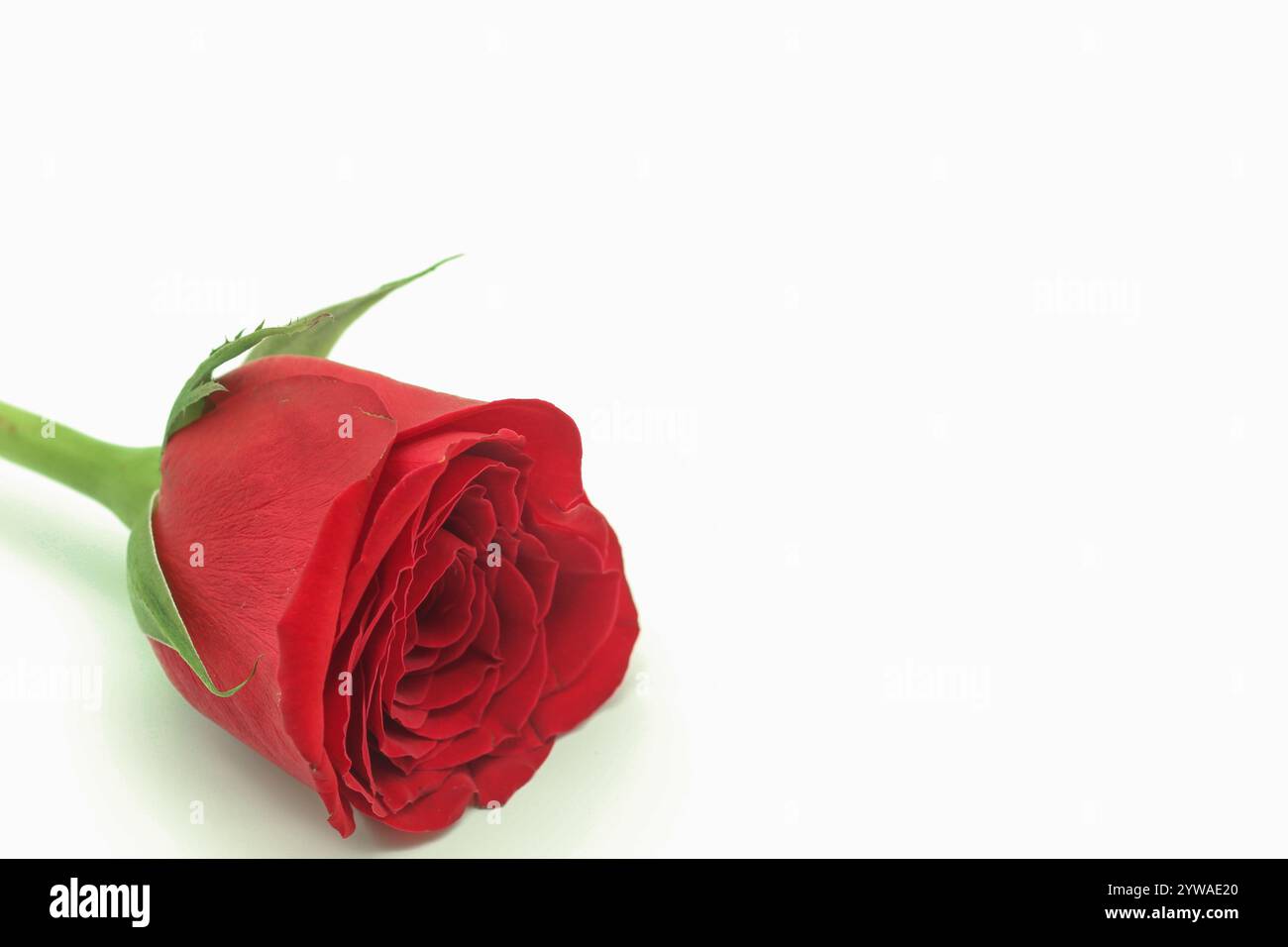 rose head closeup isolated on white background Stock Photo - Alamy