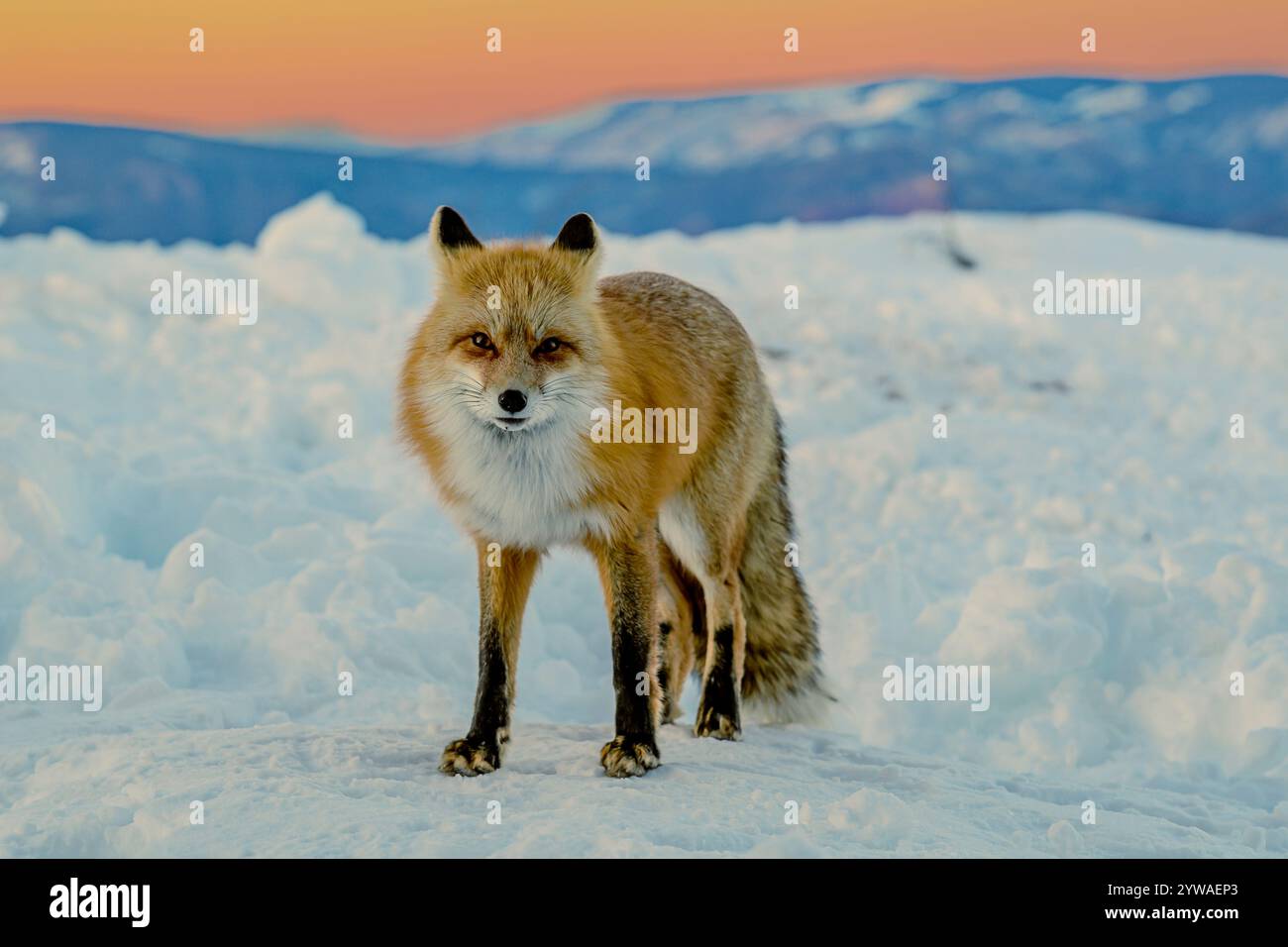 White fox in mountains hi-res stock photography and images - Alamy