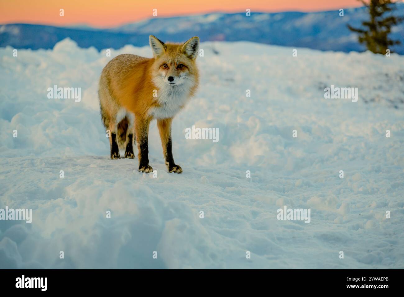 Fox On The Mountain Stock Photo - Alamy