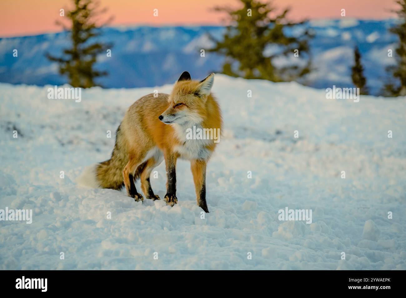 Fox On The Mountain Stock Photo - Alamy