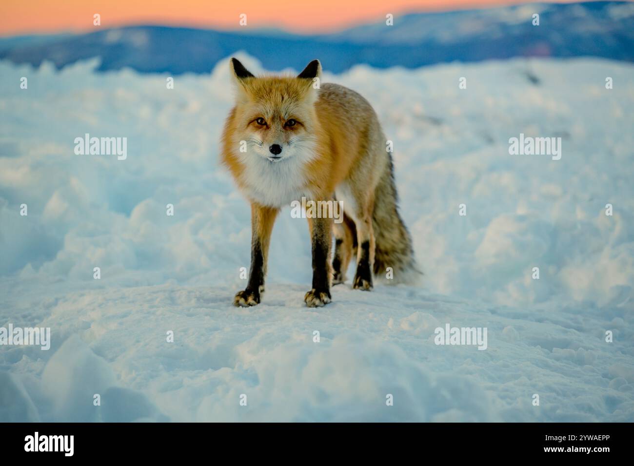 White fox in mountains hi-res stock photography and images - Alamy