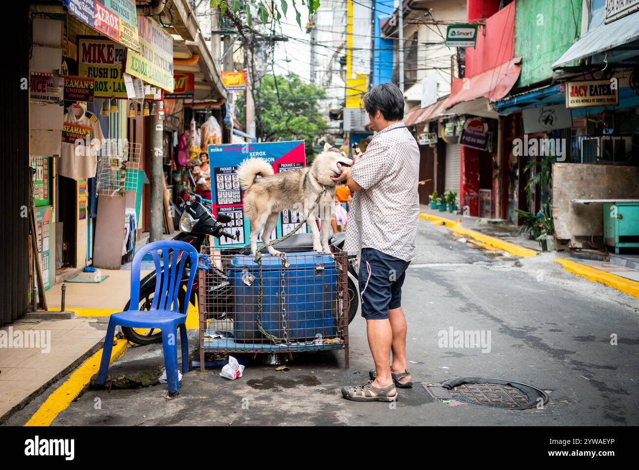 A large beautiful pet husky dog stands in the street in Manila, The ...