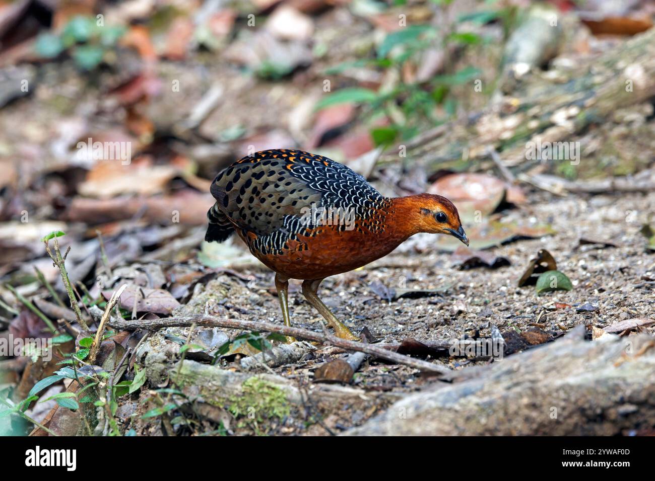 Highland birds of malaysia hi-res stock photography and images - Alamy