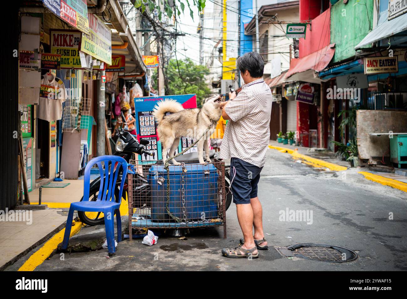 A large beautiful pet husky dog stands in the street in Manila, The ...