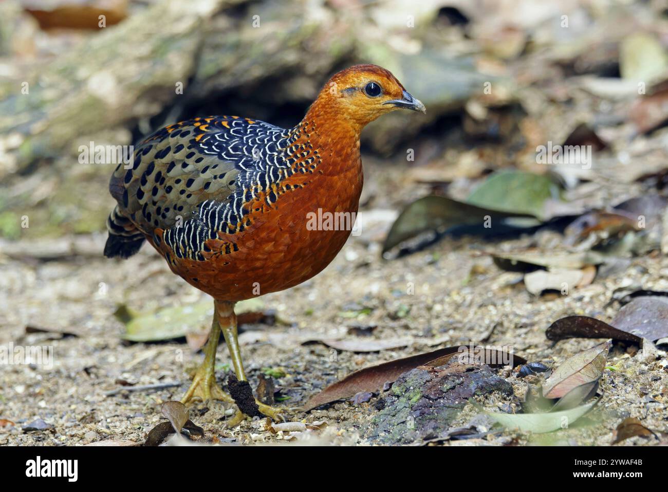 Ferruginous Partridge (Caloperdix oculeus) in natural habitat in the ...