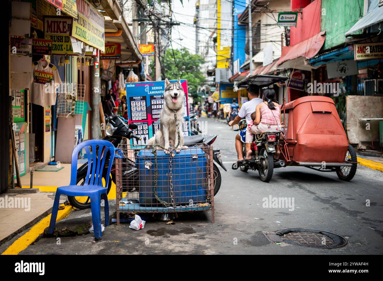 A large beautiful pet husky dog stands in the street in Manila, The ...