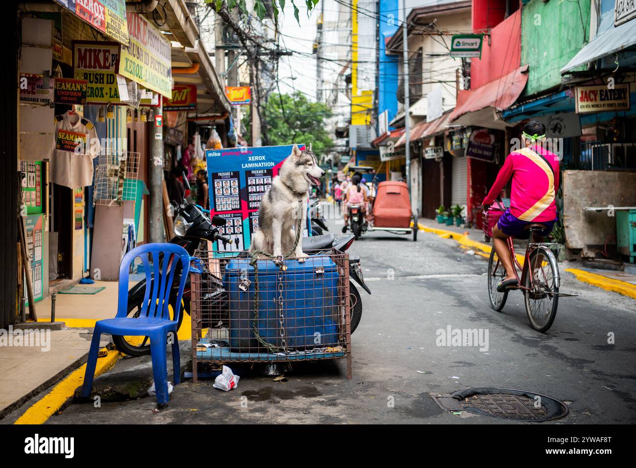 A large beautiful pet husky dog stands in the street in Manila, The ...