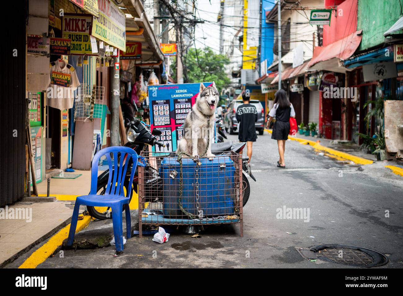 A large beautiful pet husky dog stands in the street in Manila, The ...