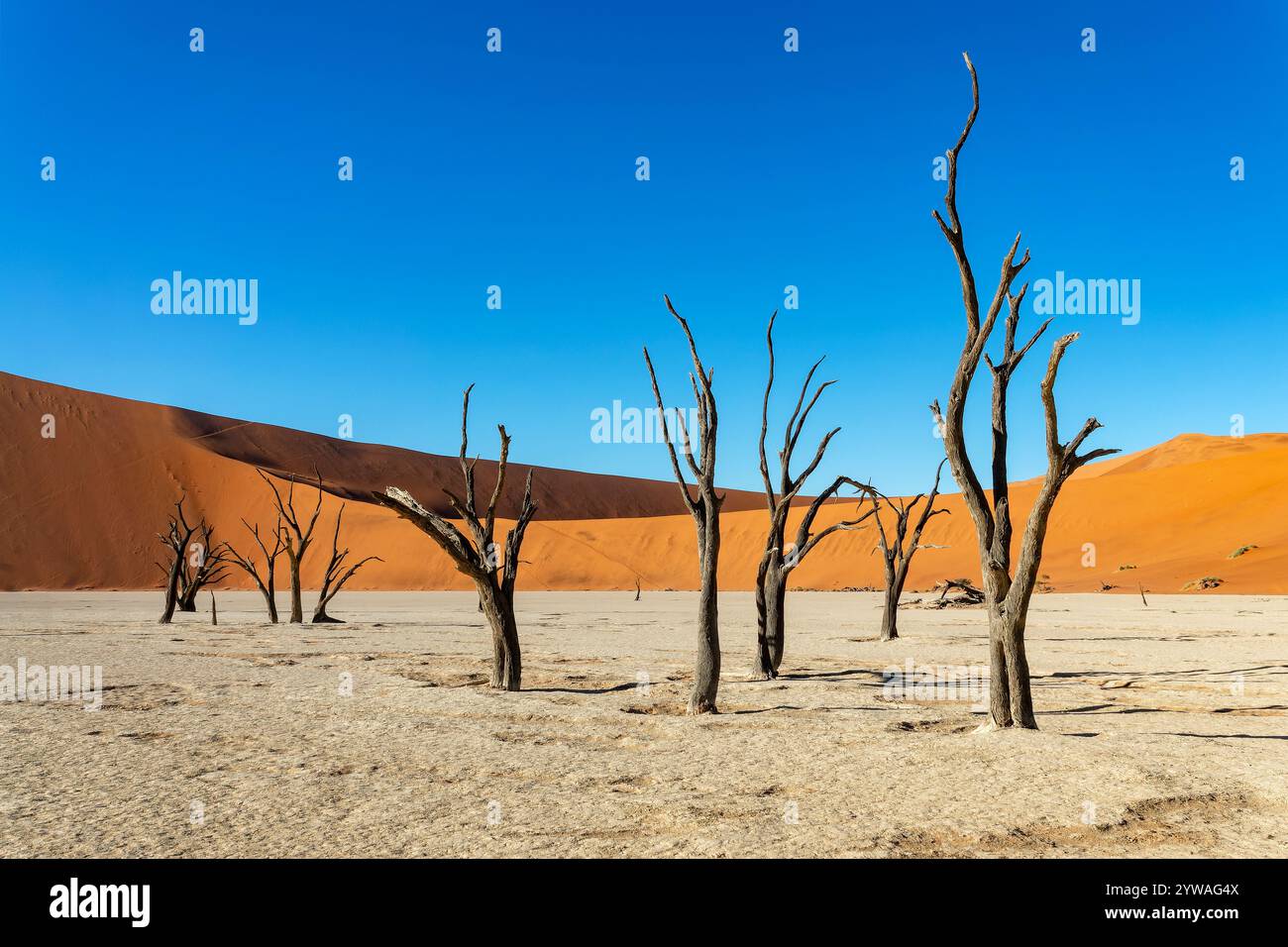 Deadvlei (or Dead Vlei), dead trees and sand dunes in Sossusvlei, Namib ...