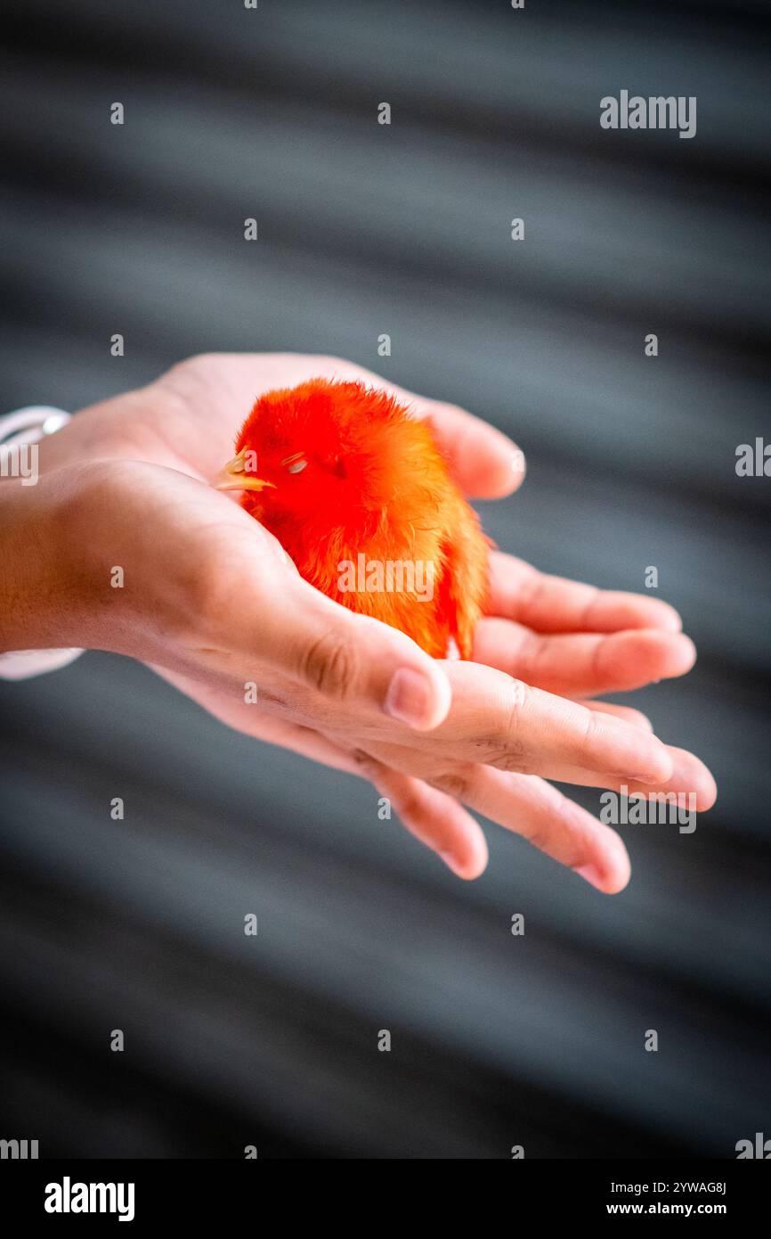 A young Filipino girl holds a chic dyed red in her hands in Angeles ...