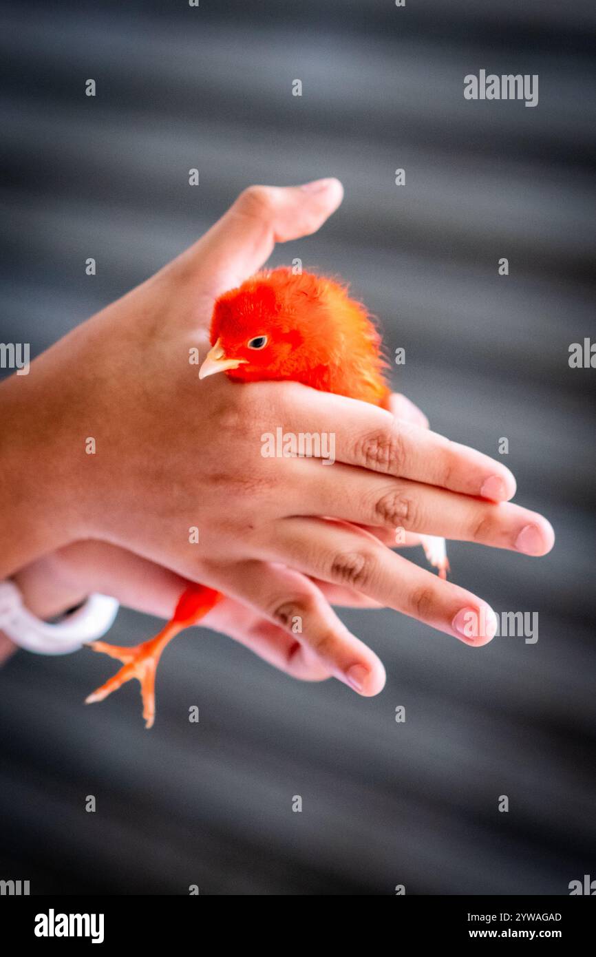 A young Filipino girl holds a chic dyed red in her hands in Angeles ...