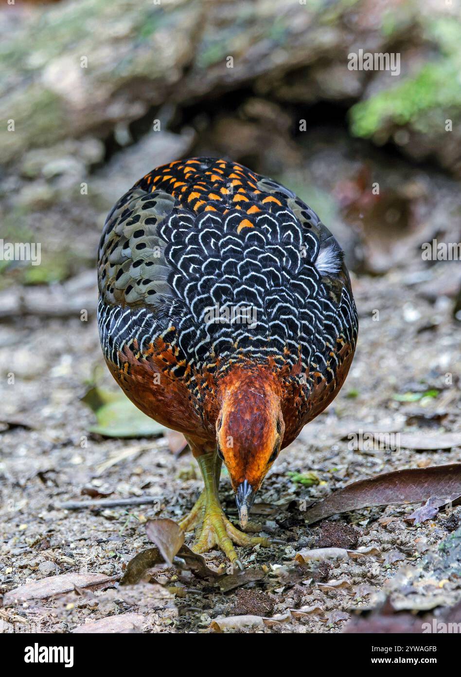 Ferruginous Partridge (Caloperdix oculeus) in natural habitat in the ...