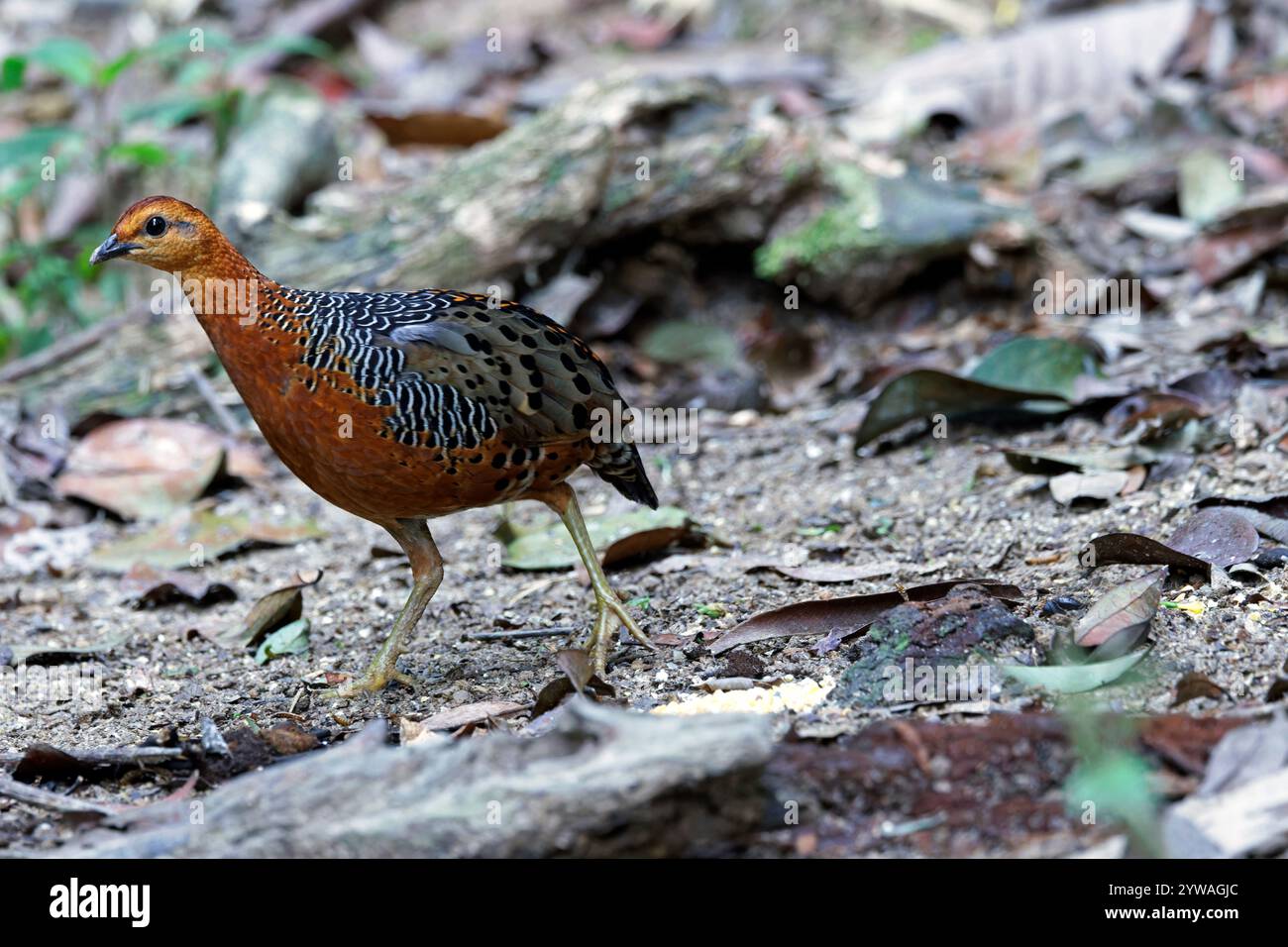 Ferruginous Partridge (Caloperdix oculeus) in natural habitat in the ...