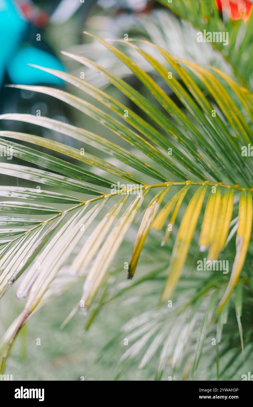 Close-up of palm tree leaves with their distinct, tropical green fronds ...