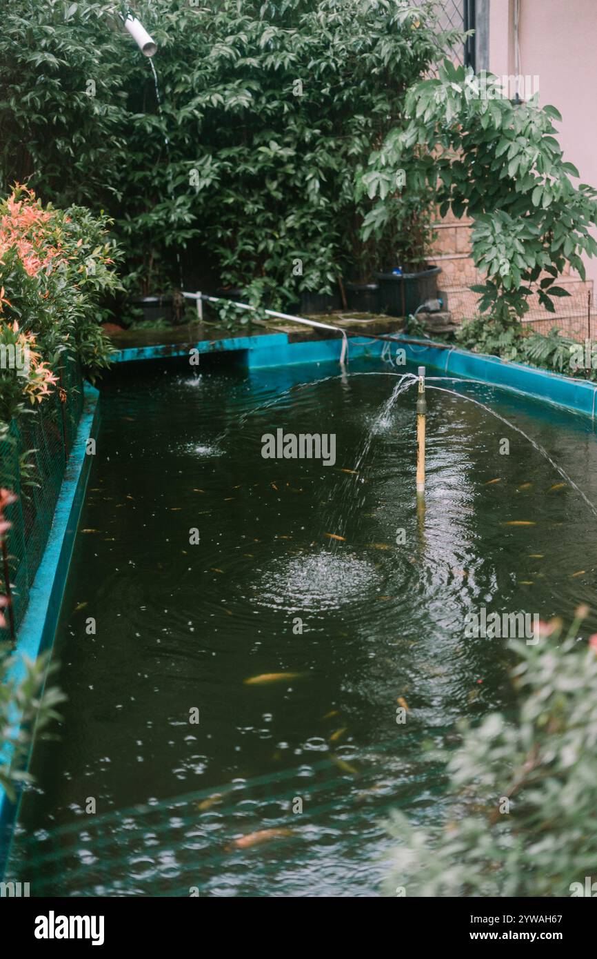 A fish pond with a simple water fountain made from a PVC pipe, creating ...