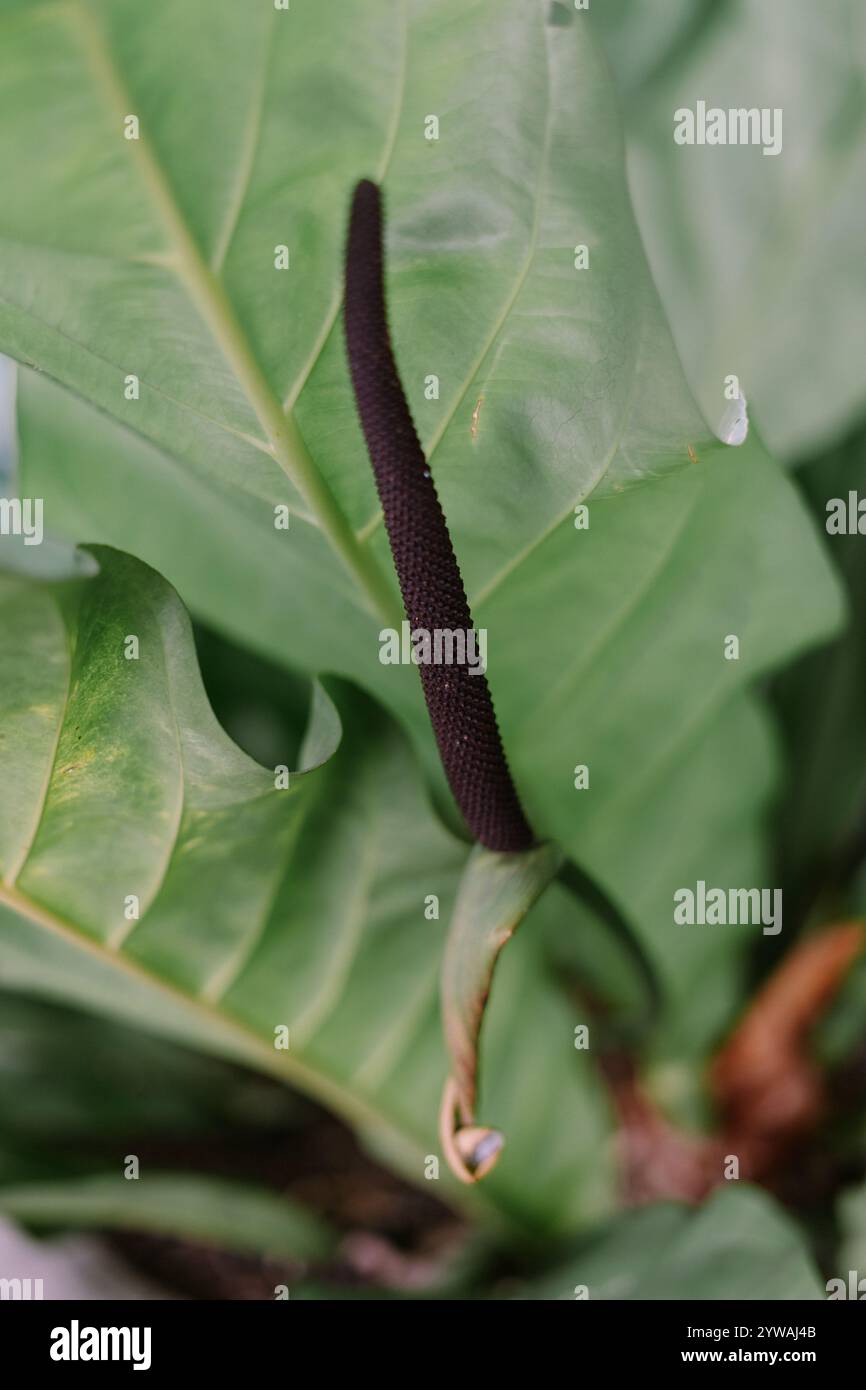 Anthurium grandifolium is a climbing plant with elongated stems and ...