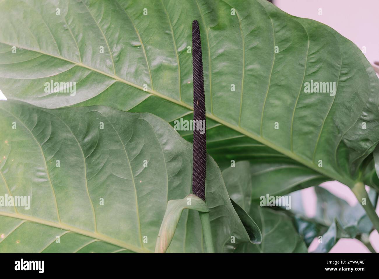 Anthurium grandifolium is a climbing plant with elongated stems and ...